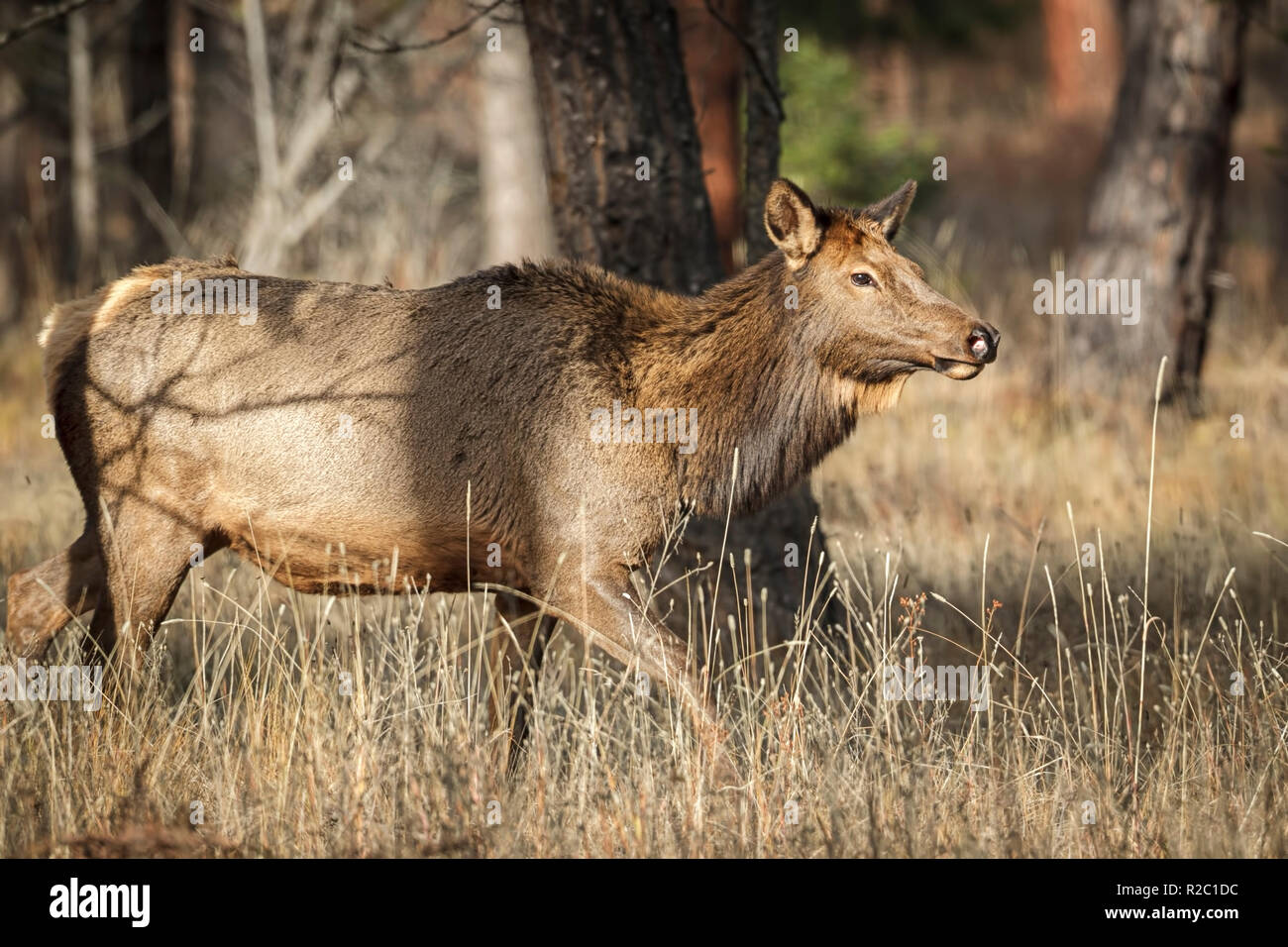 A majestic female elk in a forest near Thompson Falls, Montana Stock ...