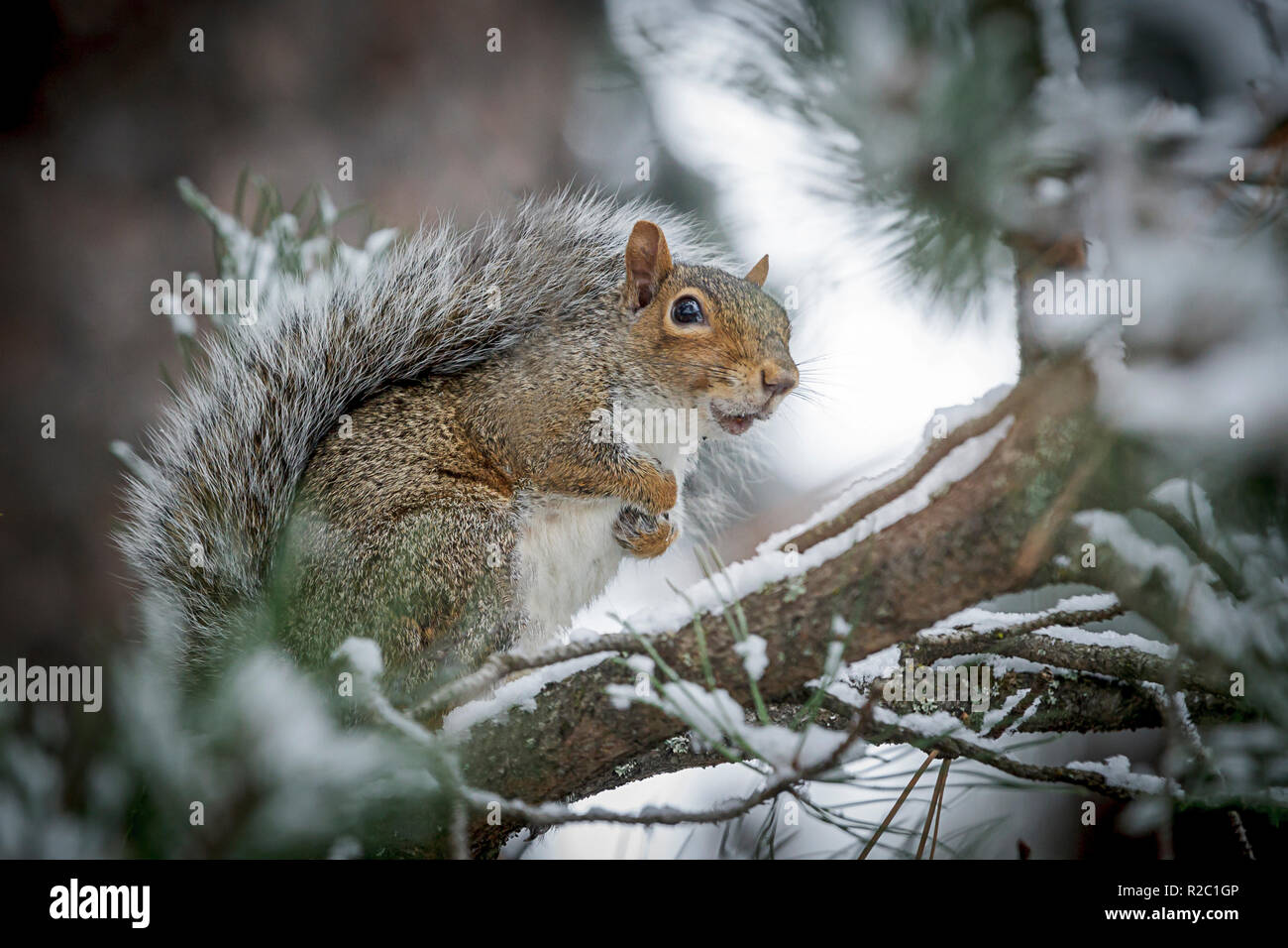 Cute Squirrel Snow