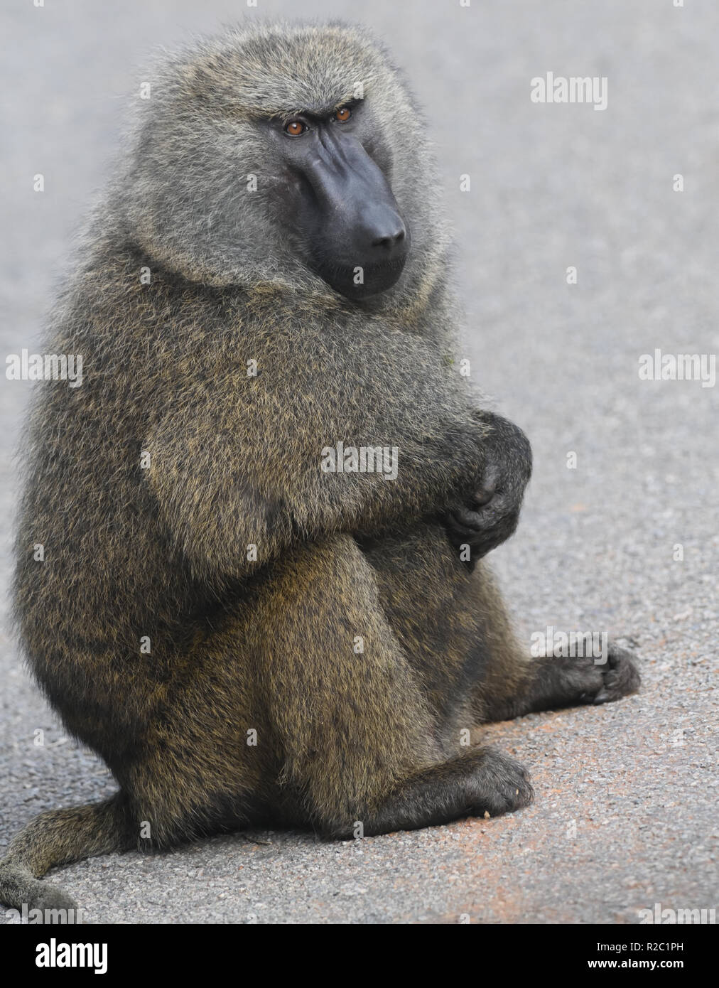 Papio anubis troop hi-res stock photography and images - Alamy