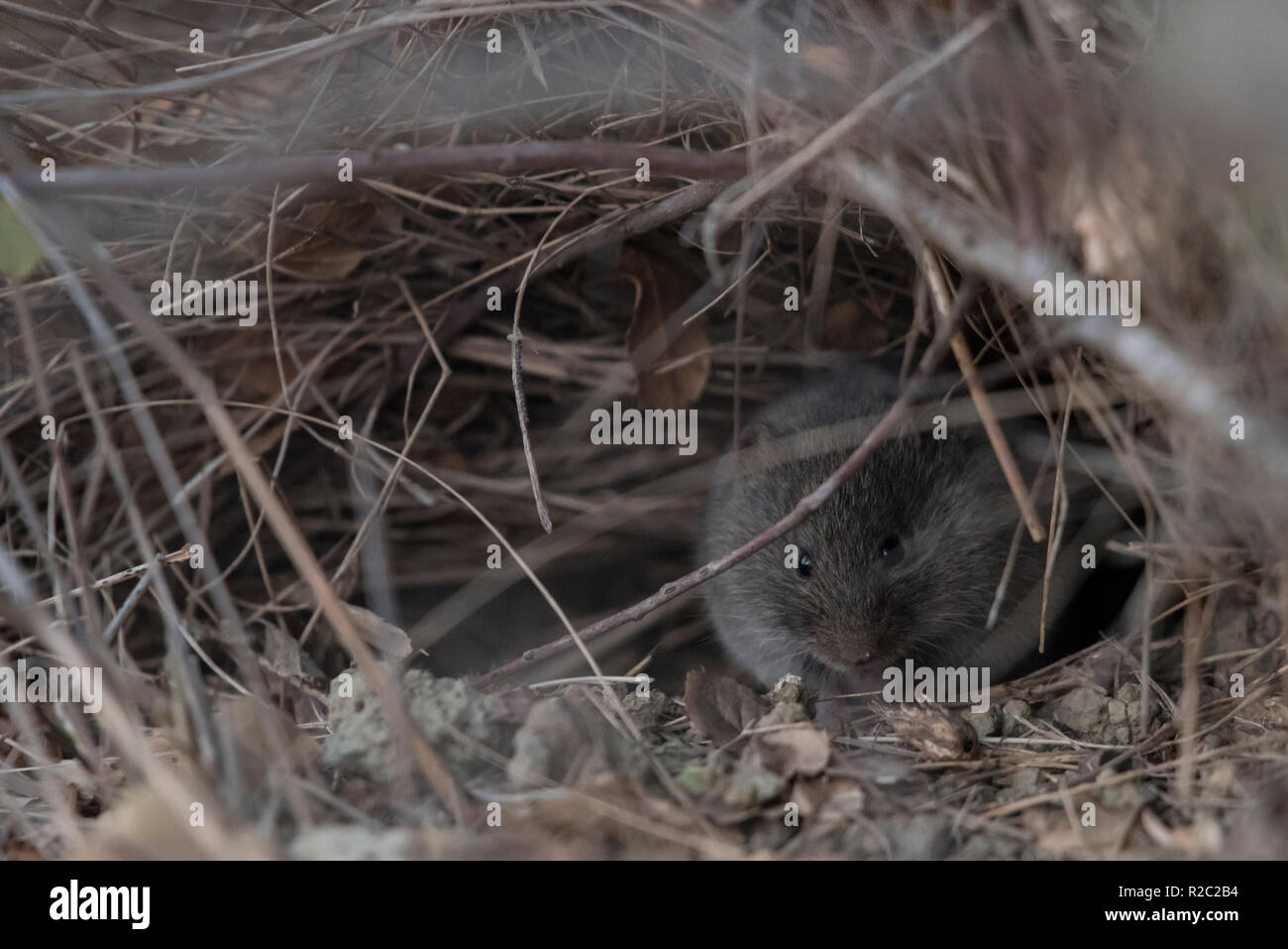 A california vole (Microtus californicus) hiding in the dry grass, this ...