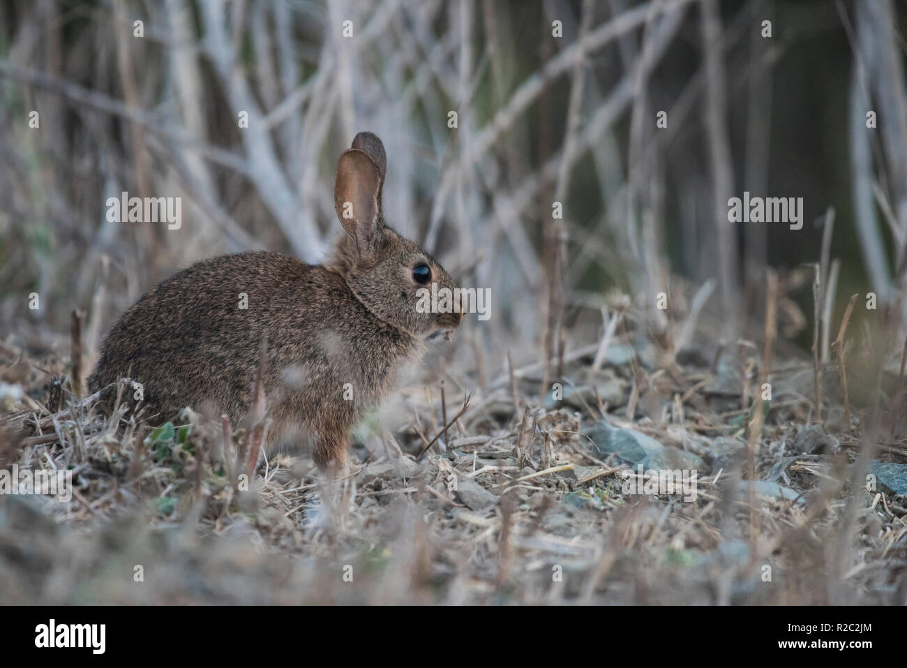 Western brush rabbit hi-res stock photography and images - Alamy