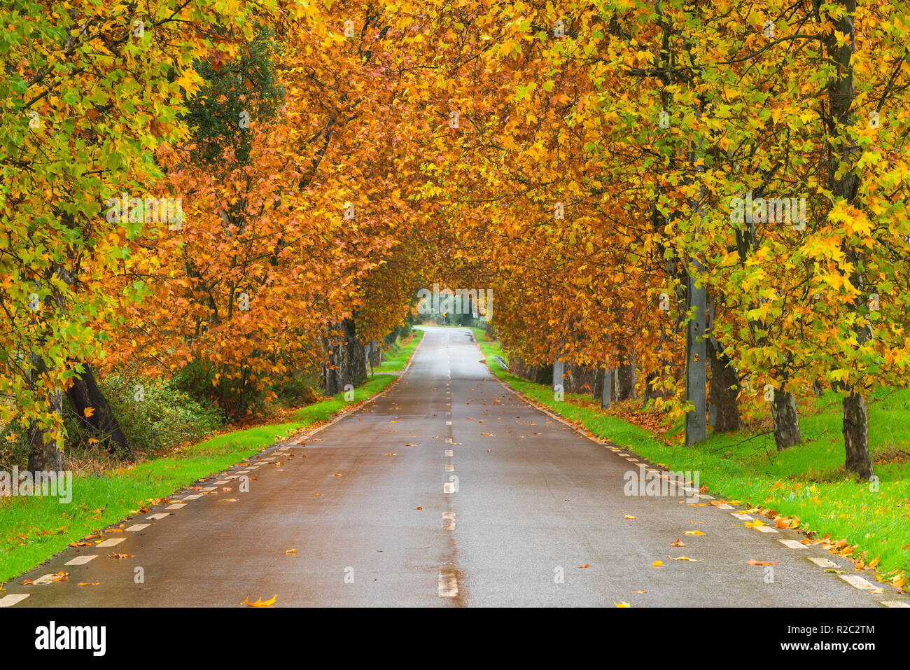 Monsanto forest hi-res stock photography and images - Alamy