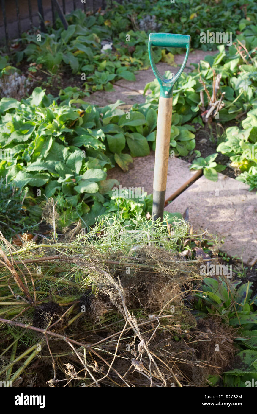Removing Old Plants High Resolution Stock Photography and Images - Alamy
