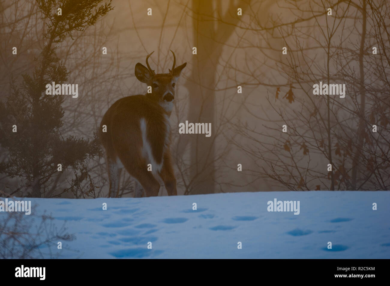 White tailed deer looking back through morning fog on freezing winter ...
