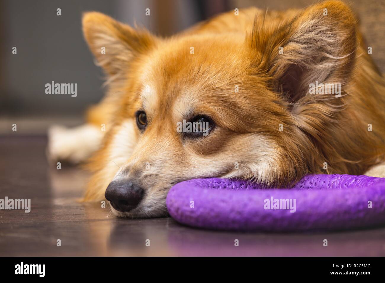 Corgi fluffy toy close hi-res stock photography and images - Alamy