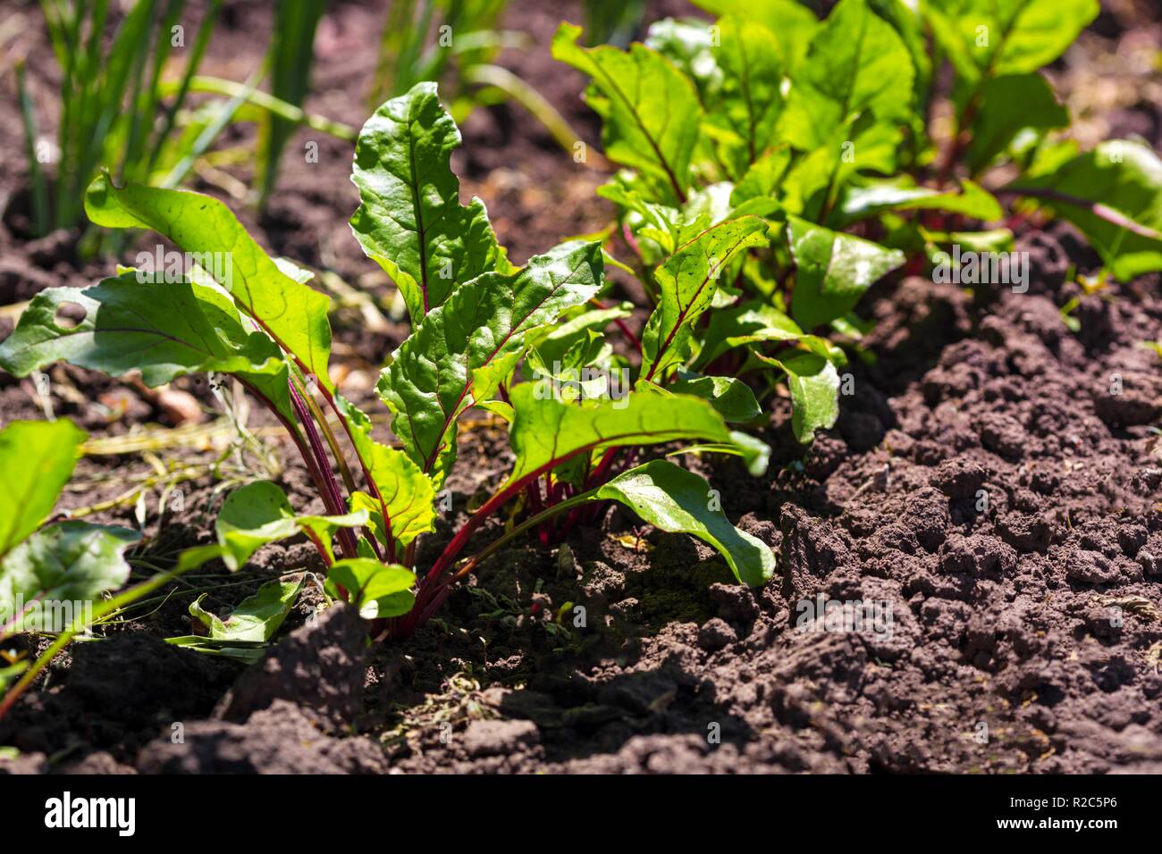 young beet growing in the garden Stock Photo - Alamy