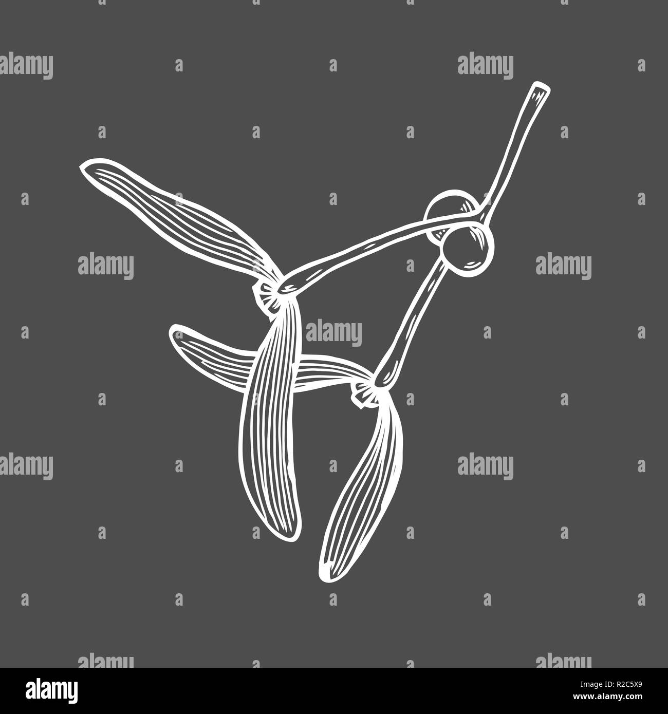 Mistletoe illustration, drawing, engraving ink line art vector Isolated ...