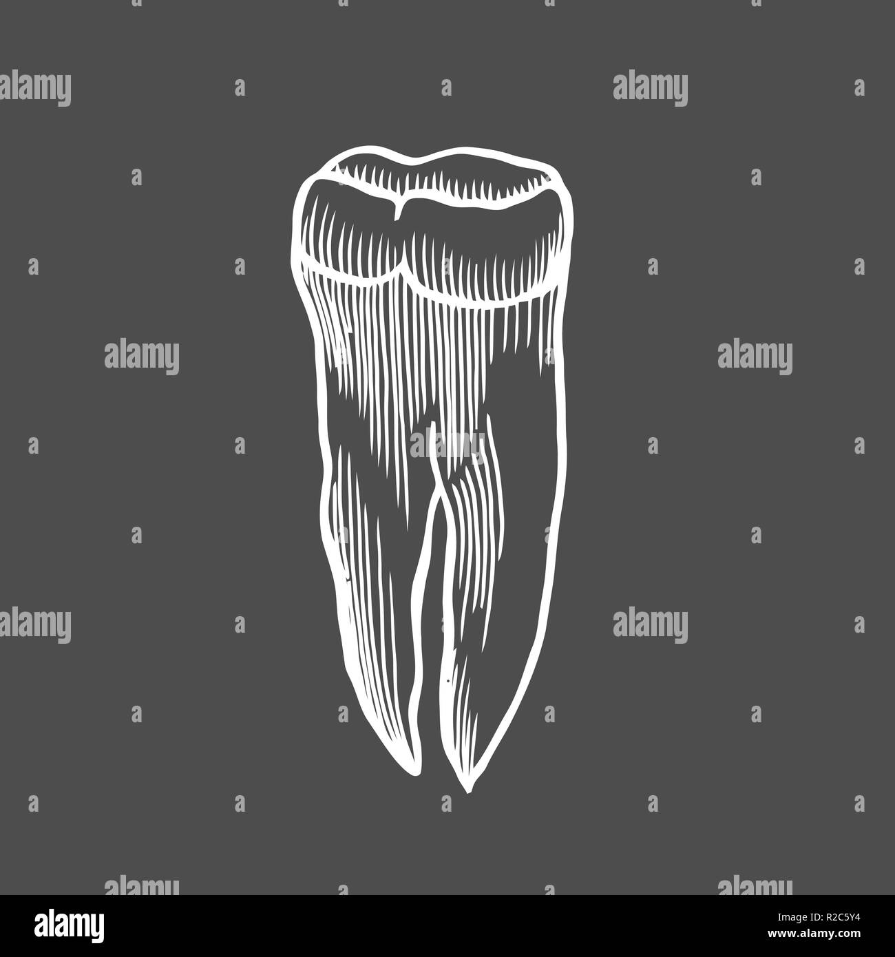 Vector engraving illustration of highly detailed hand drawn human tooth ...