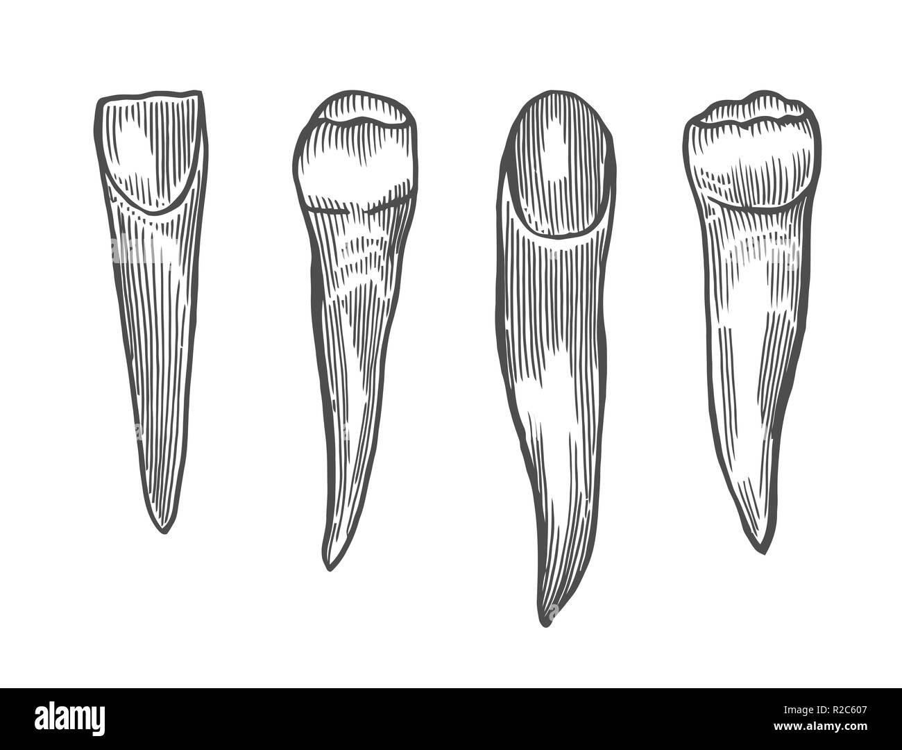 Engraving vintage tooth set. Hand drawn illustration isolated on white ...
