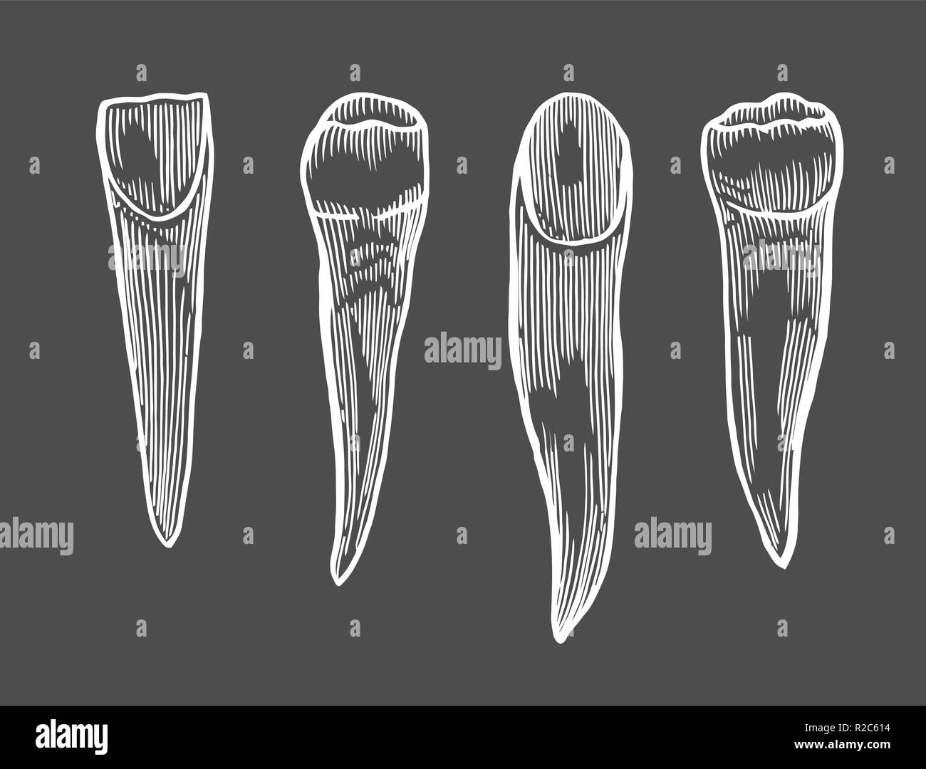 Vintage dental illustration Black and White Stock Photos & Images - Alamy