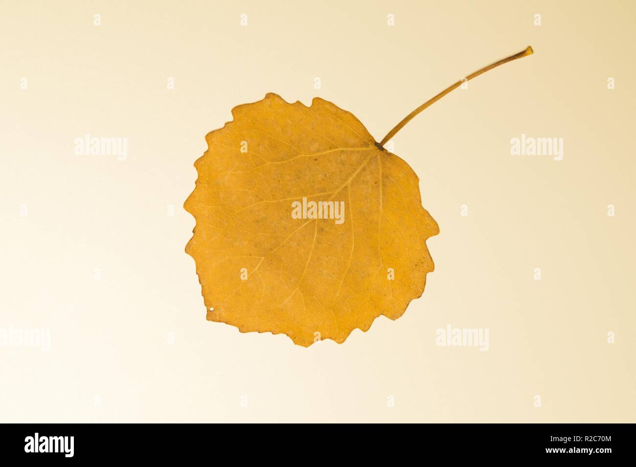 Autumn yellow leaf isolated on white Stock Photo - Alamy