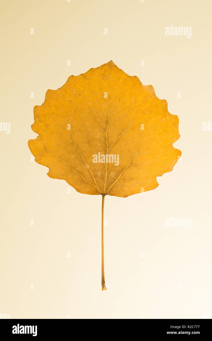 Autumn yellow leaf isolated on white Stock Photo - Alamy