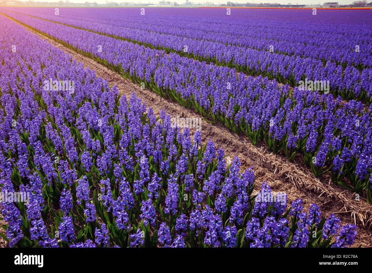 famous Dutch flower fields during flowering - rows of purple hyacinths ...