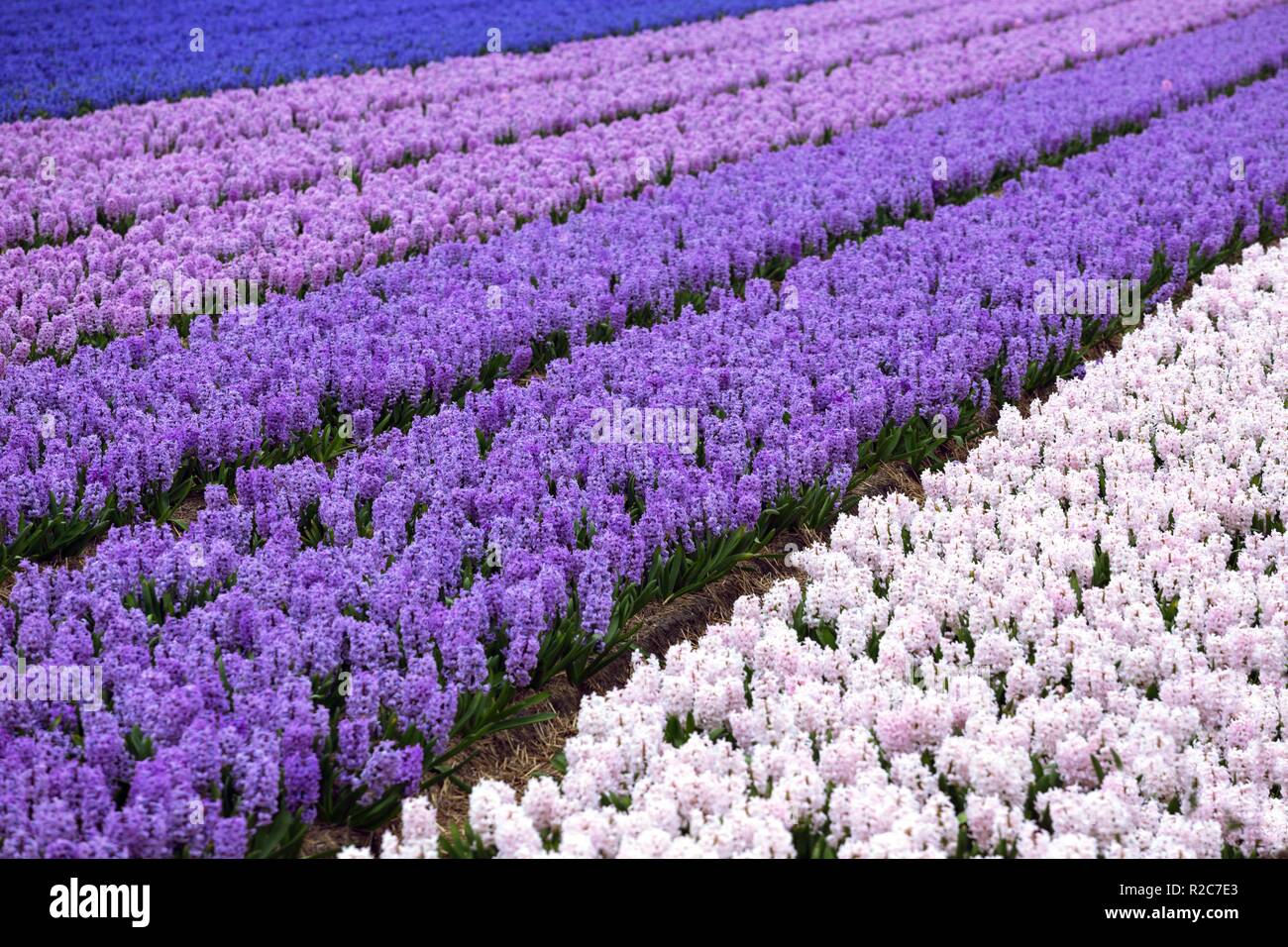 famous Dutch flower fields during flowering - rows of colorful ...
