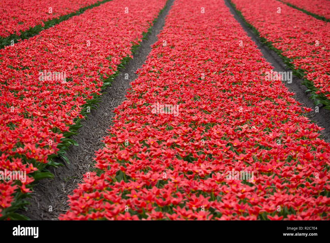 famous Dutch flower fields during flowering - rows of red tulips Stock ...