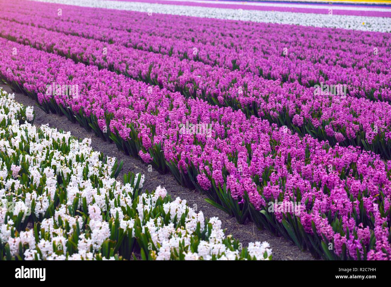 famous Dutch flower fields during flowering - rows of colorful ...