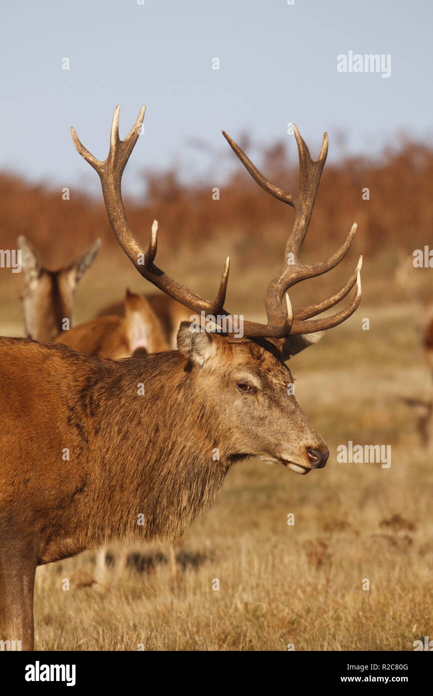 Red Deer, Bradgate Park, Leicestershire, uk Stock Photo - Alamy