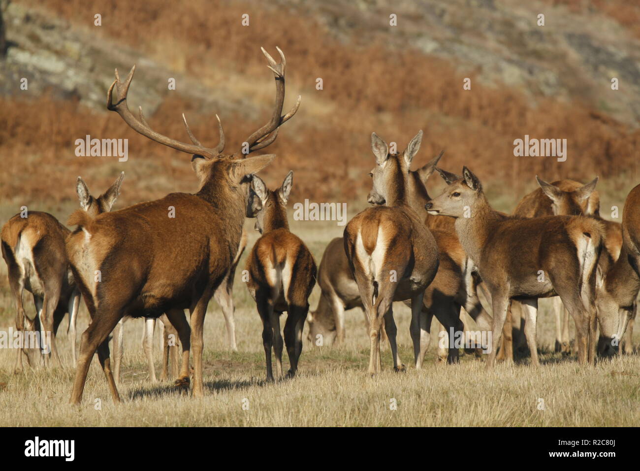 Red Deer, Bradgate Park, Leicestershire, uk Stock Photo - Alamy
