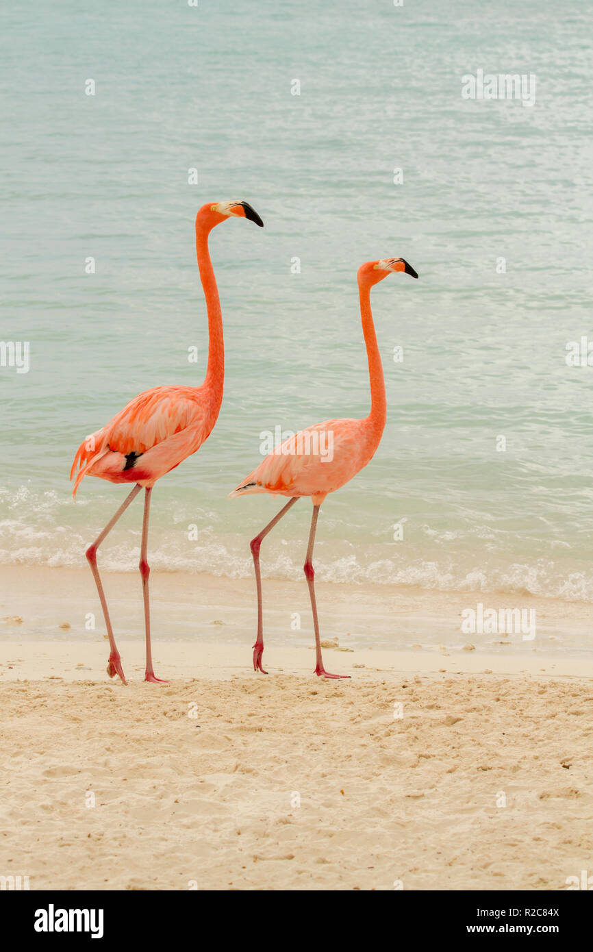 Two flamingos walking together on the beach Stock Photo - Alamy