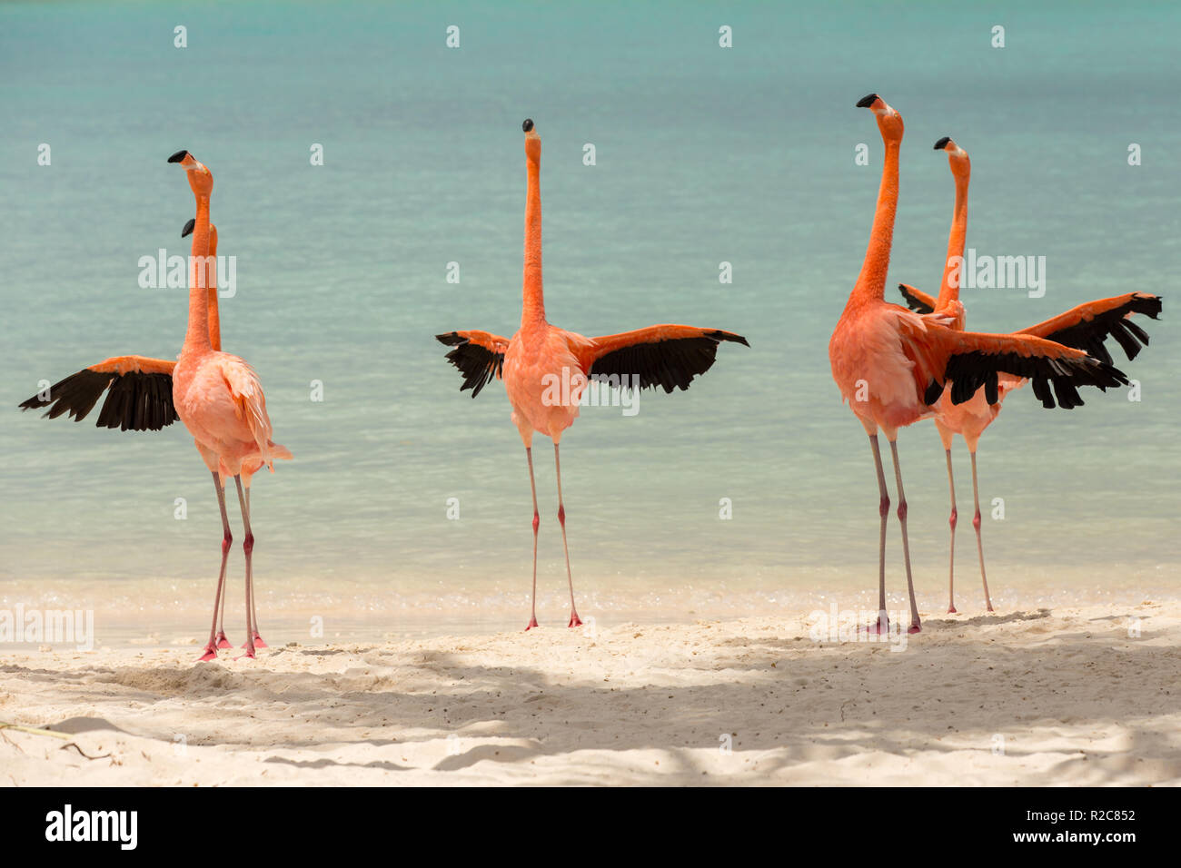 Flamingo stretching hi-res stock photography and images - Alamy