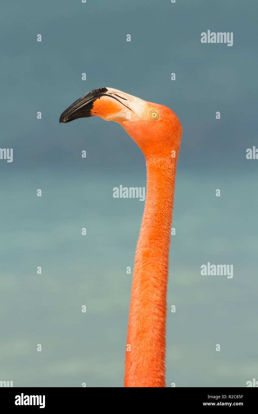 Profile of a flamingo neck and face Stock Photo - Alamy