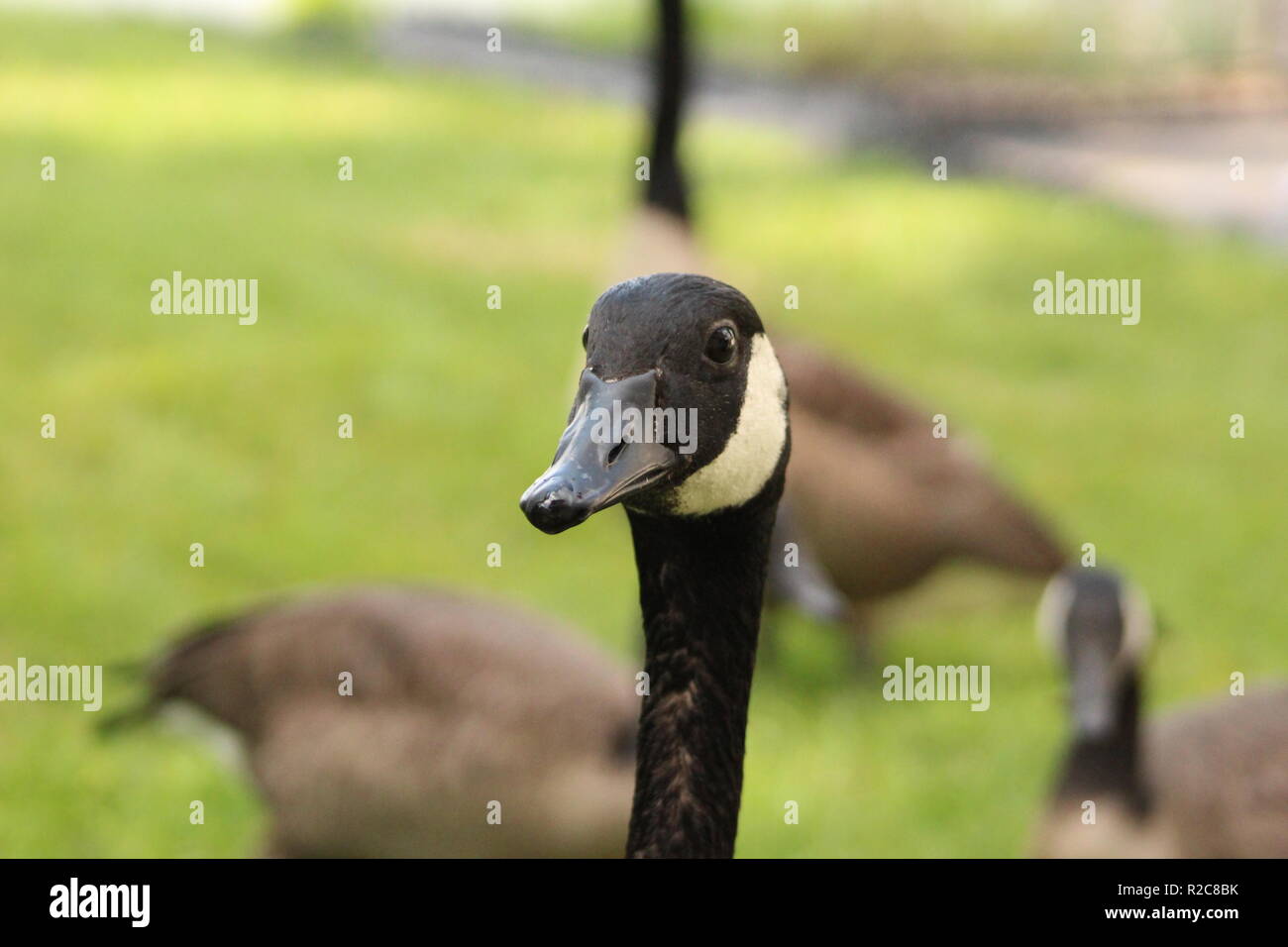 Bird brain hi-res stock photography and images - Alamy