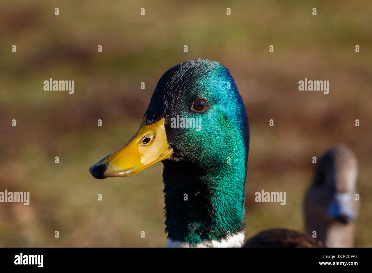 Portrait of a male mallard duck Stock Photo - Alamy