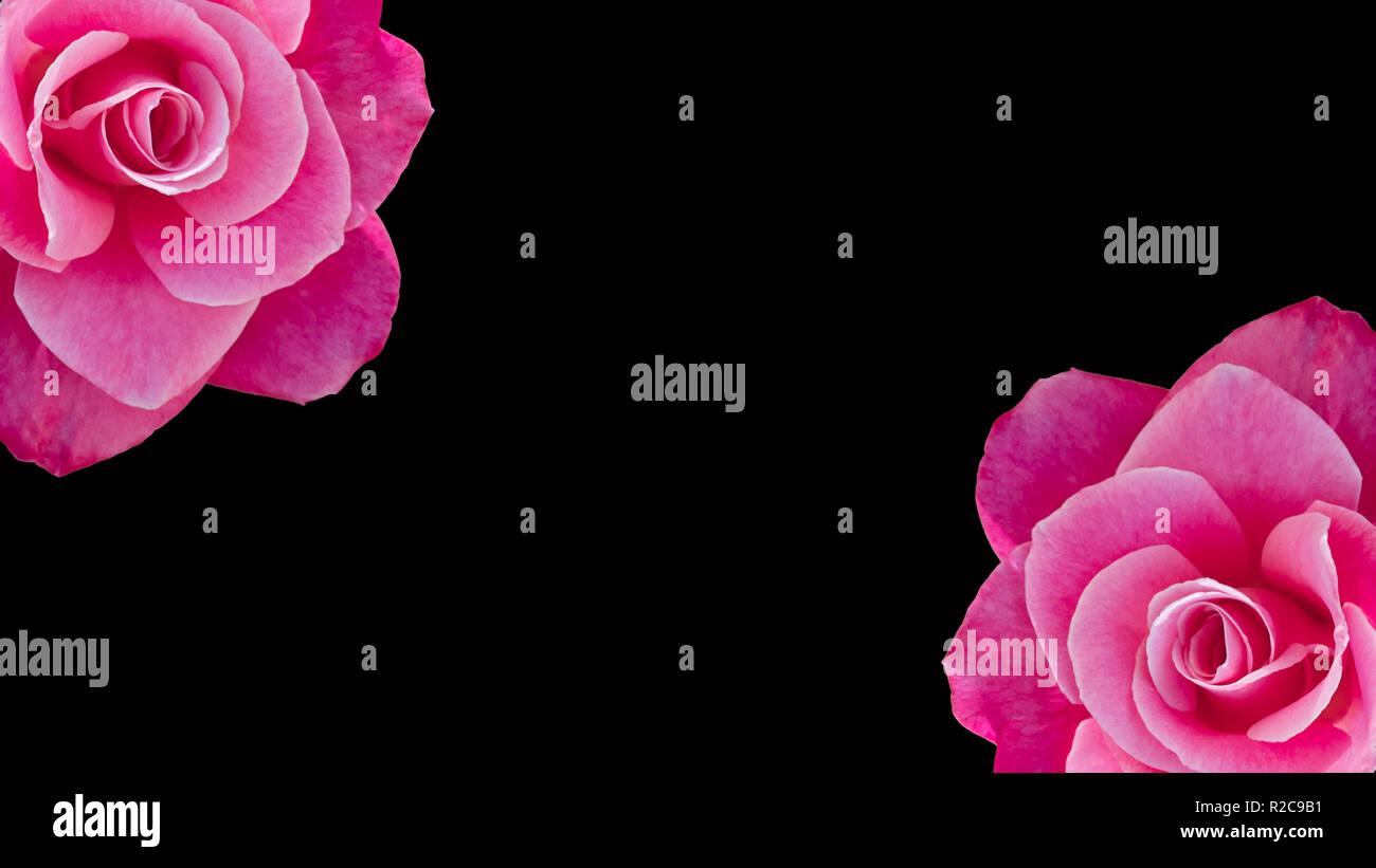 Two cropped pink roses banner or background with copy space, idea or ...
