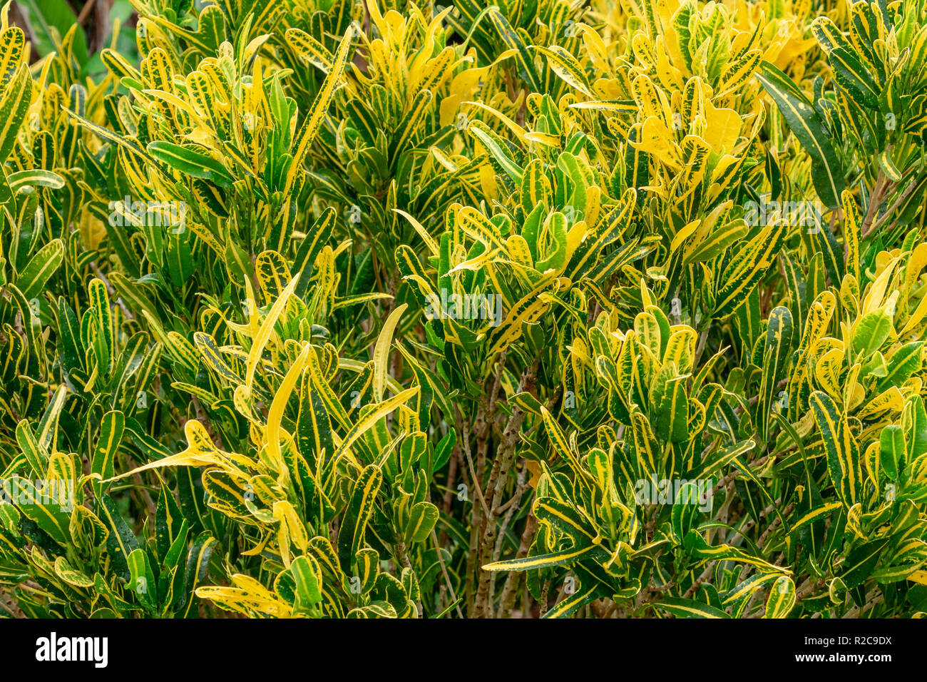 Codiaeum variegatum hi-res stock photography and images - Alamy