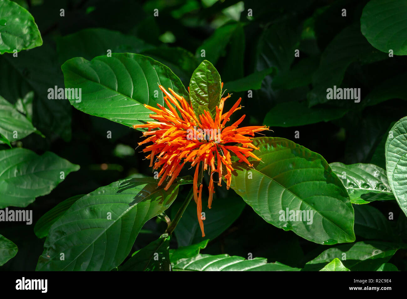 Mexican firecracker plant hi-res stock photography and images - Alamy