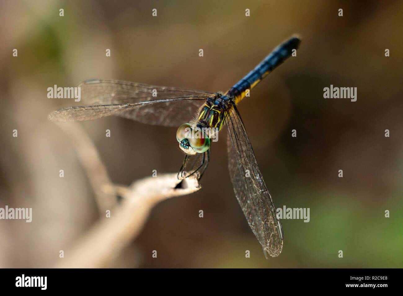 Blue dasher dragonfly (Pachydiplax longipennis) - Davie, Florida, USA ...