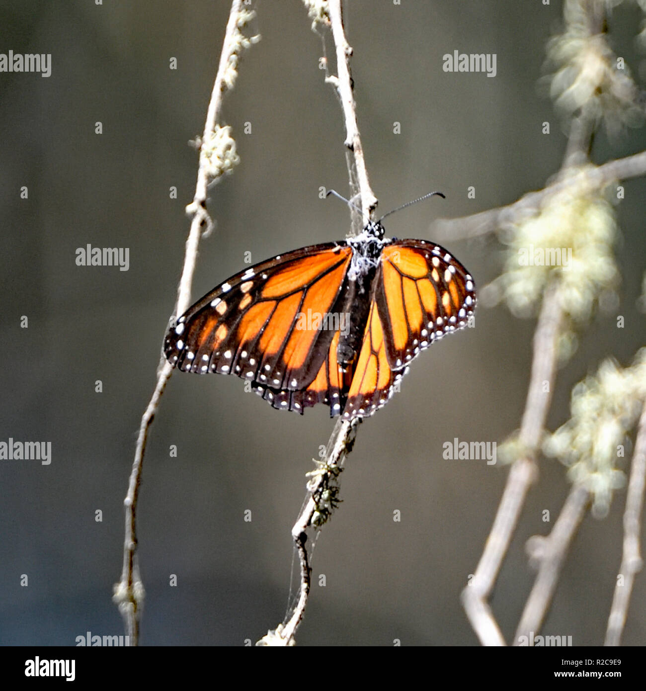 Monarch cluster hi-res stock photography and images - Alamy