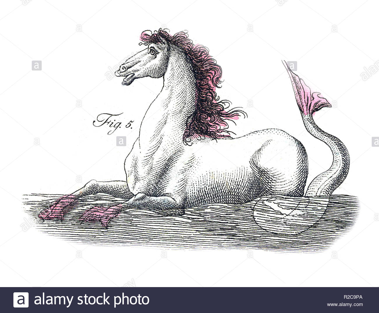 Hippocamp Stock Photos & Hippocamp Stock Images - Alamy