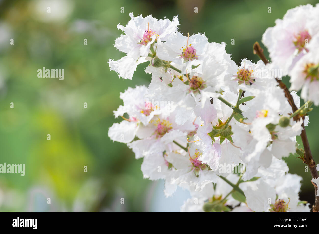 Lagerstroemia floribunda flower, also known as Thai crape myrtle and ...