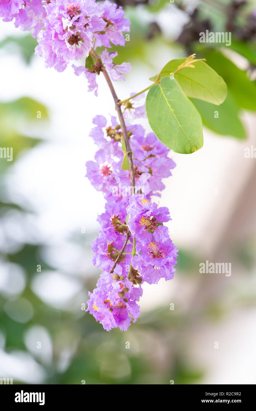 Lagerstroemia floribunda flower, also known as Thai crape myrtle and ...
