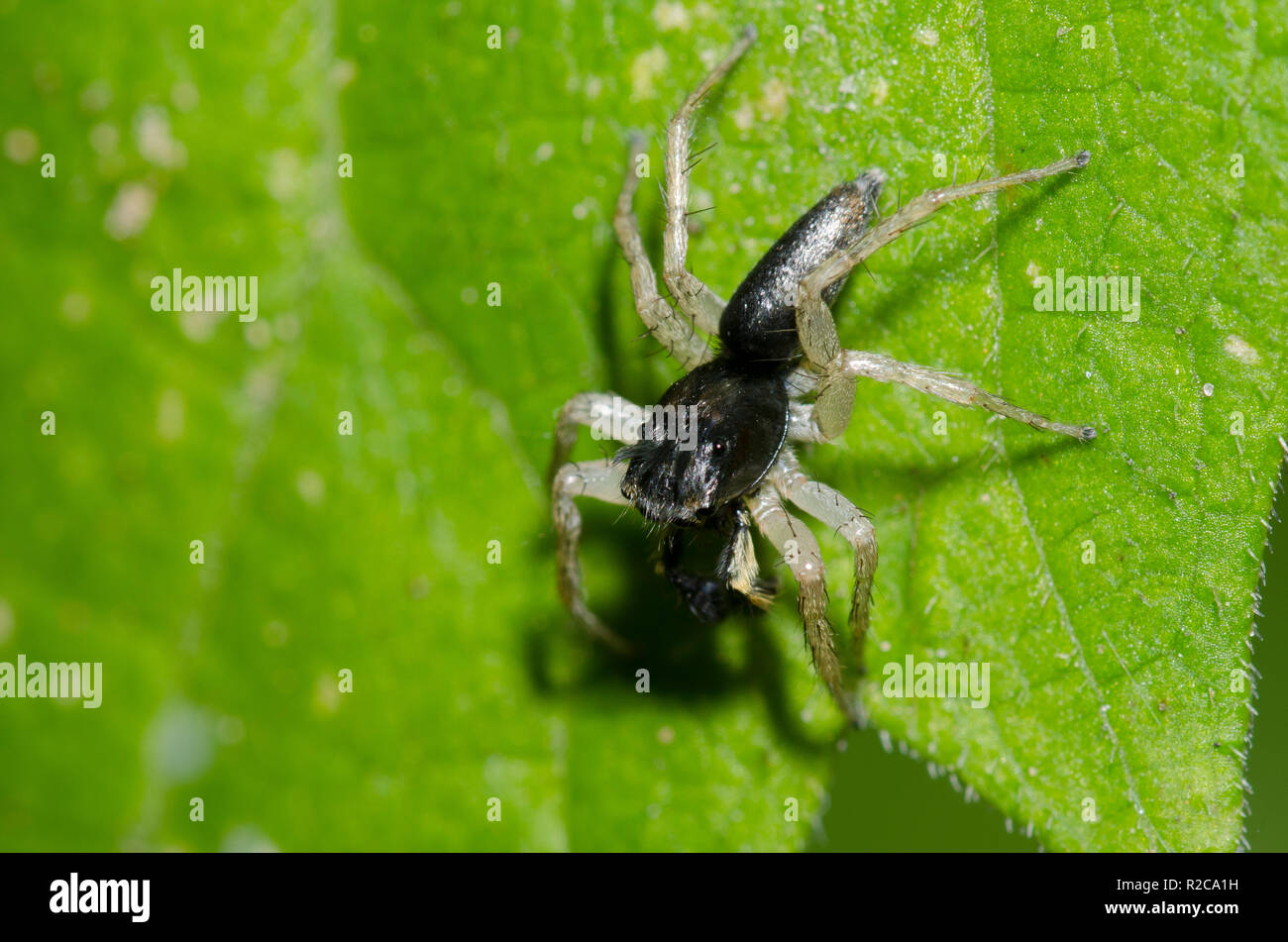Dimorphic Jumping Spider, Maevia inclemens, male Stock Photo - Alamy
