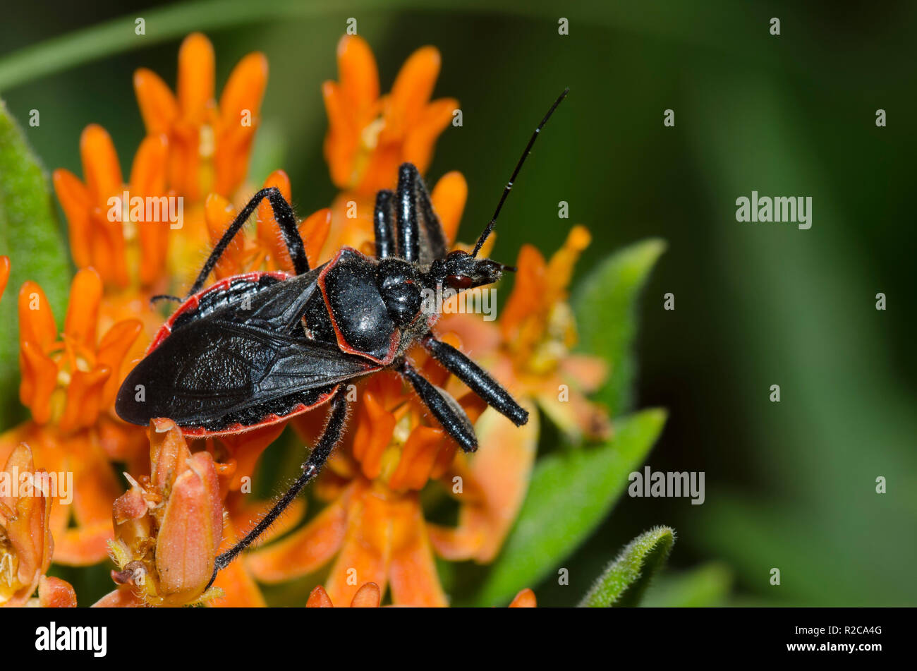Bee Assassin, Apiomerus crassipes, on orange milkweed, Asclepias ...