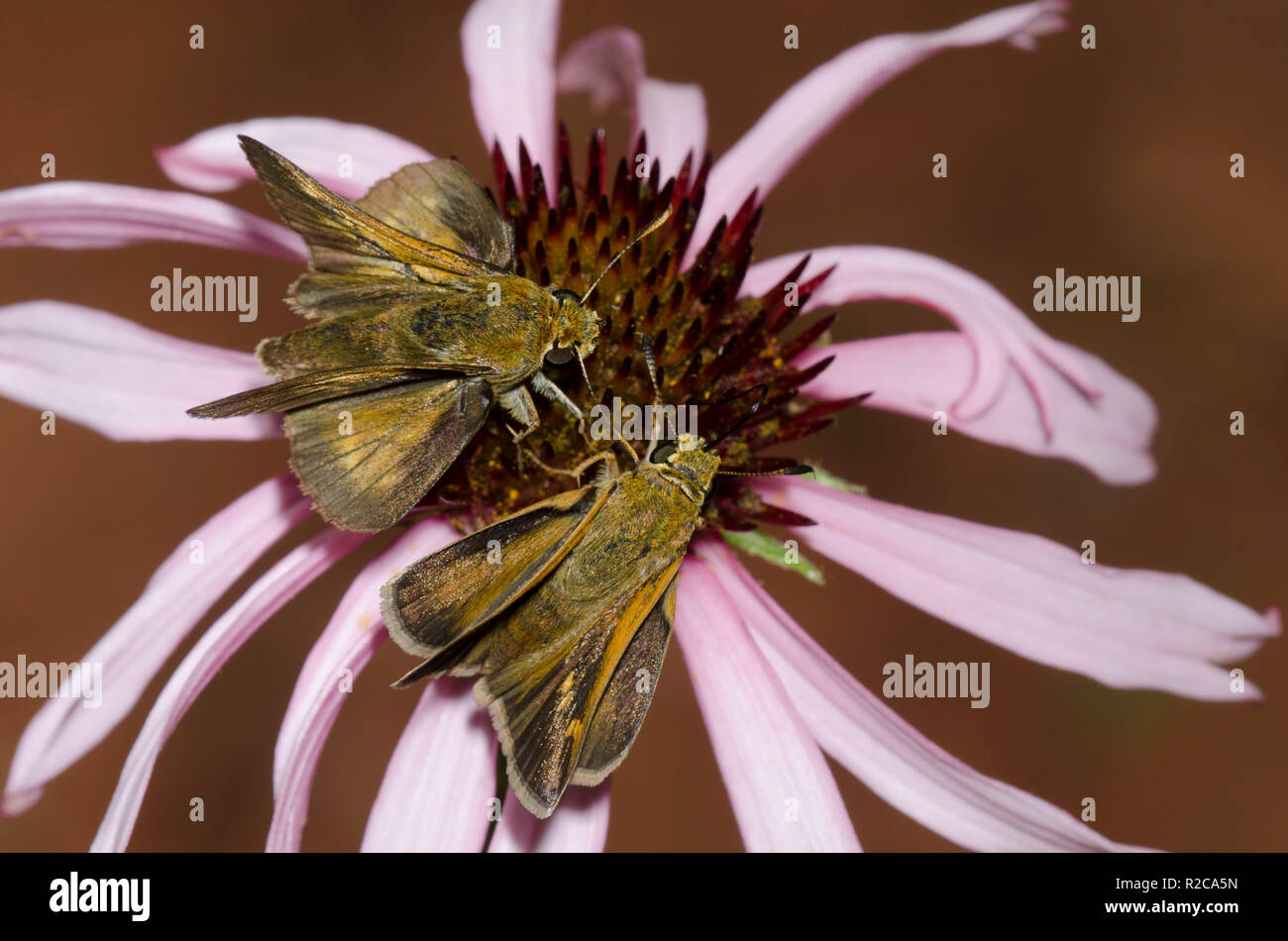 Southern Broken-dash, Polites otho, male (left) and Tawny-edged Skipper ...