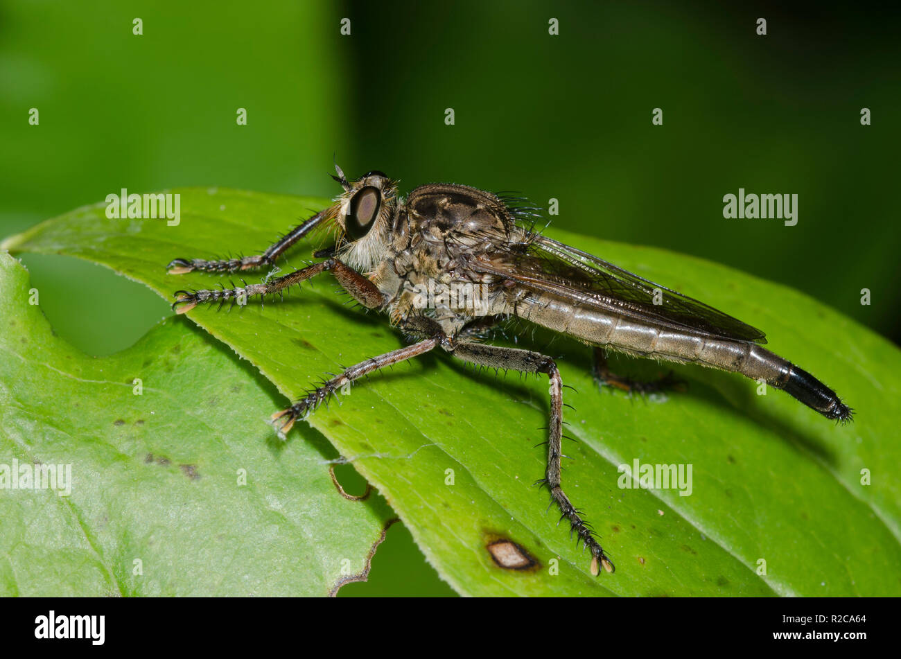 Proctacanthella sp hi-res stock photography and images - Alamy