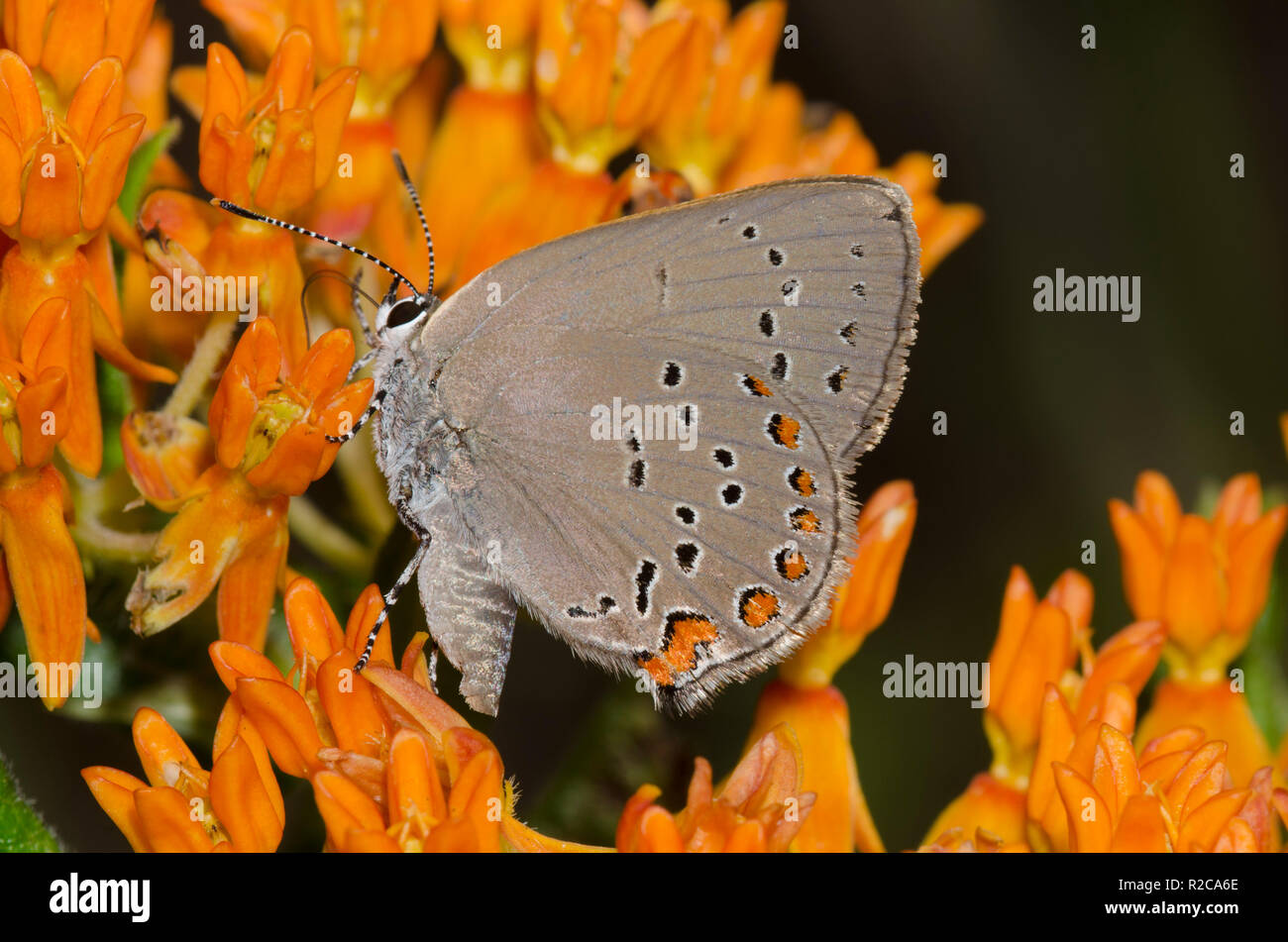 Coral Hairstreak, Satyrium titus, female on orange milkweed, Asclepias ...