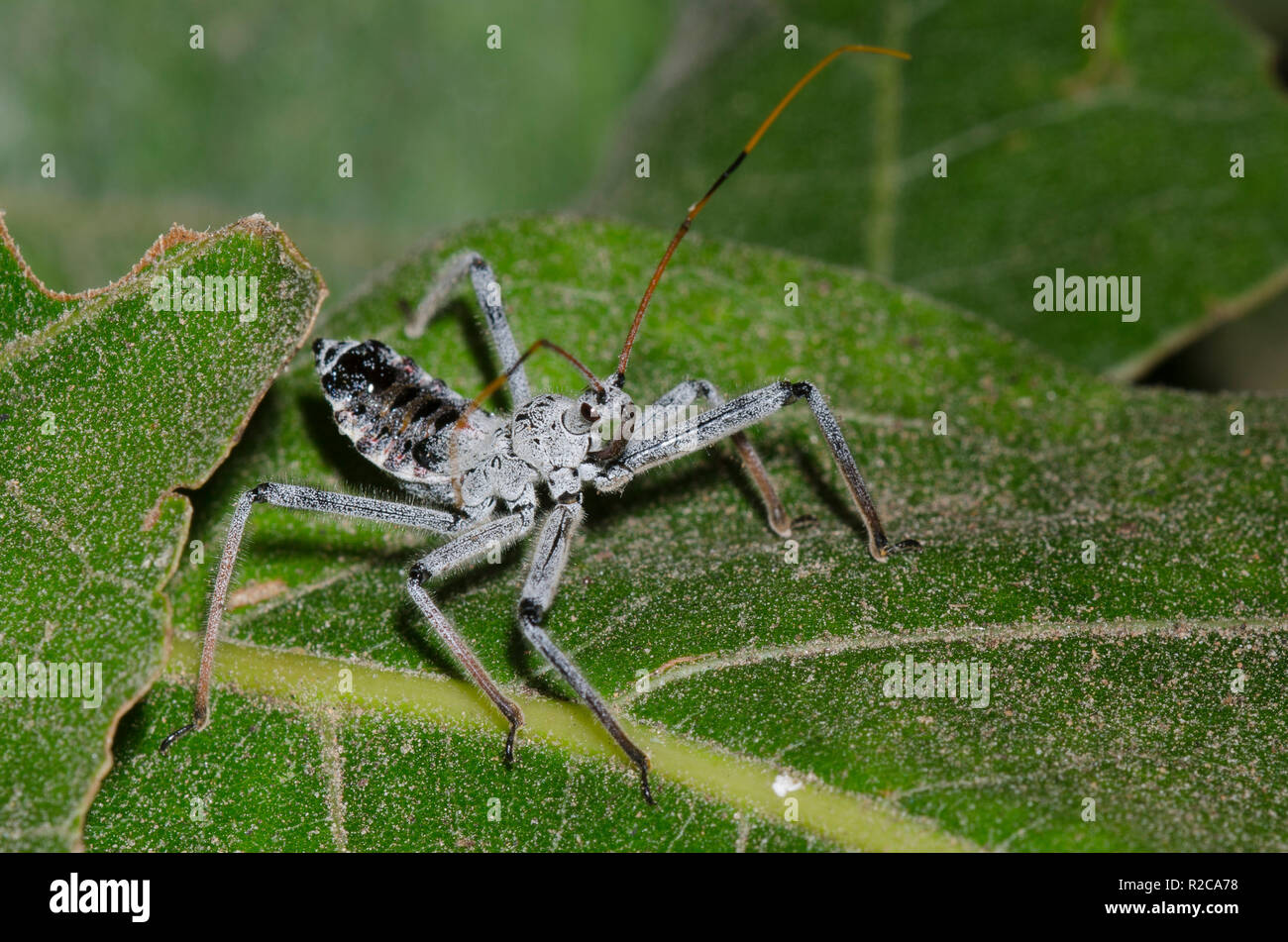 Wheel Bug, Arilus cristatus, nymph Stock Photo - Alamy