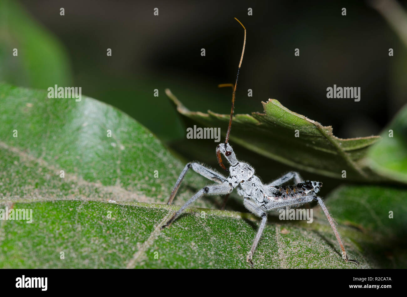 Wheel bug nymph hi-res stock photography and images - Alamy