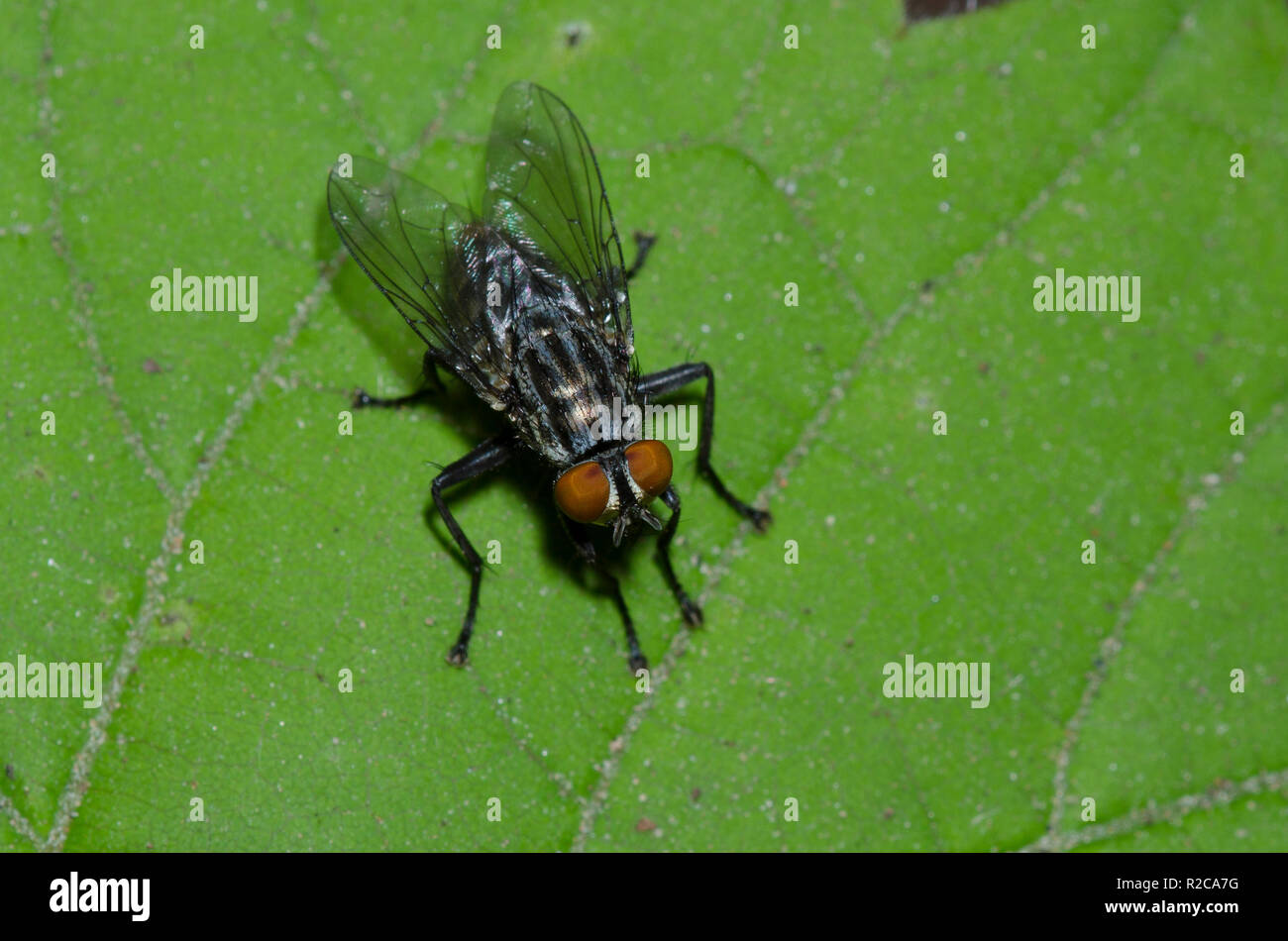 Flesh Fly, Family Sarcophagidae Stock Photo - Alamy