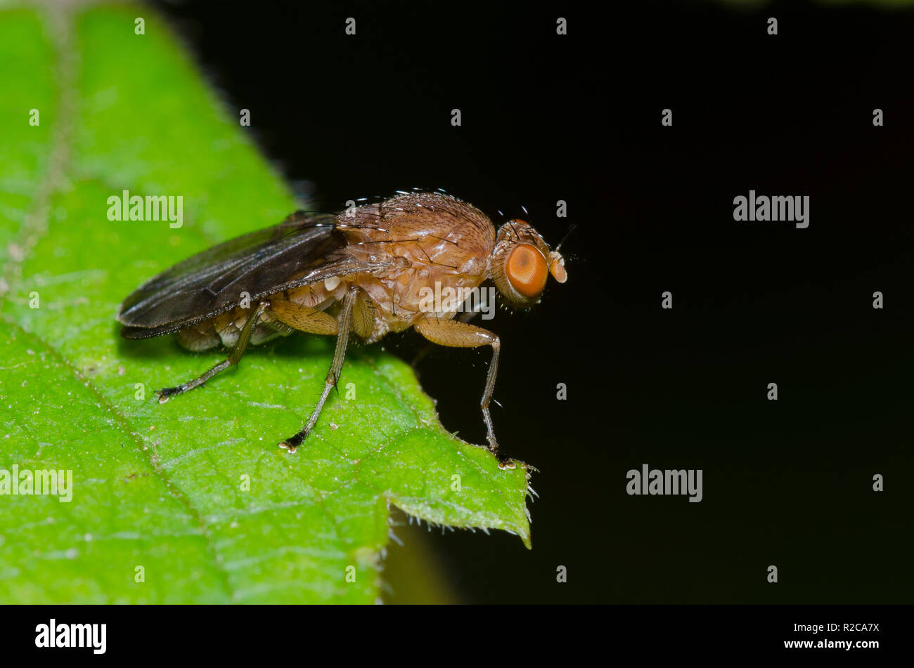 Suillia fly hi-res stock photography and images - Alamy
