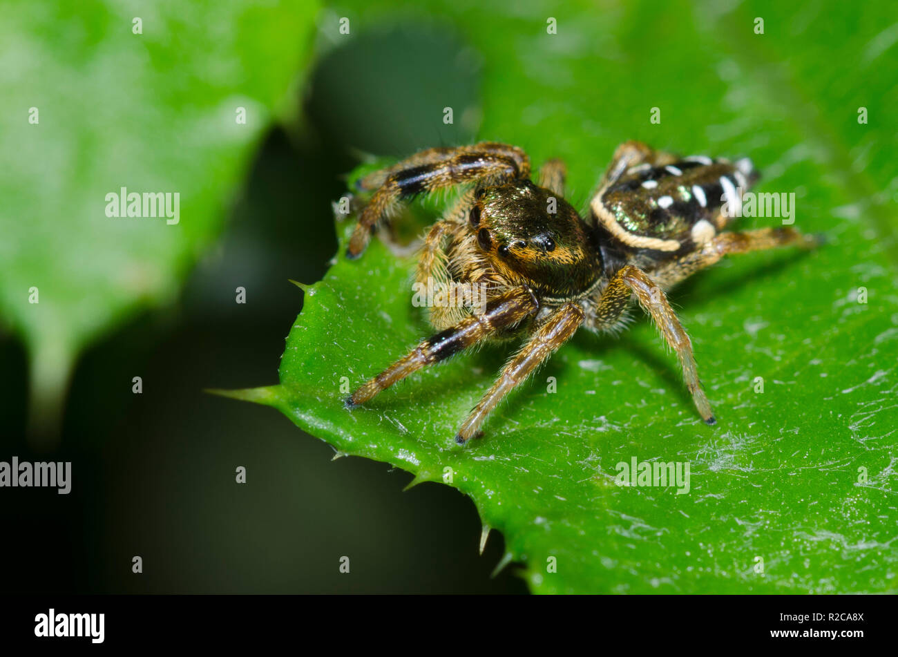 Paraphidippus High Resolution Stock Photography and Images - Alamy