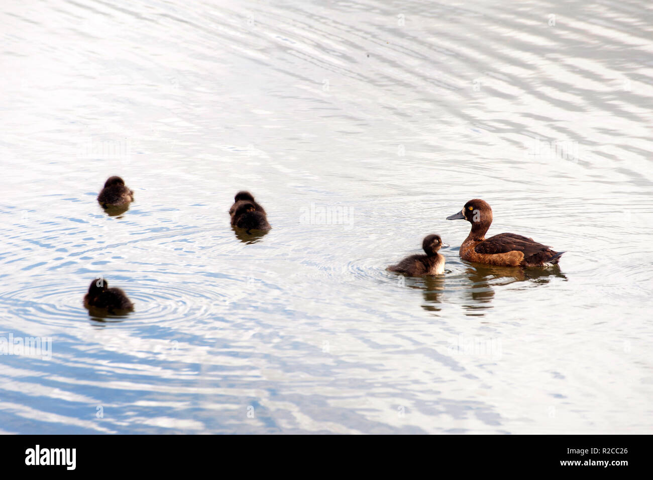Ornamental serpentine lake hi-res stock photography and images - Alamy