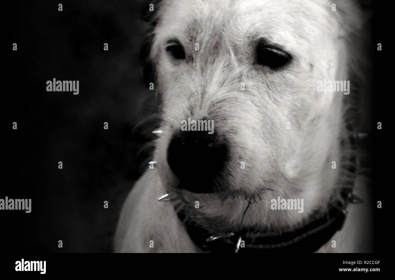 Bw dog portrait hi-res stock photography and images - Alamy