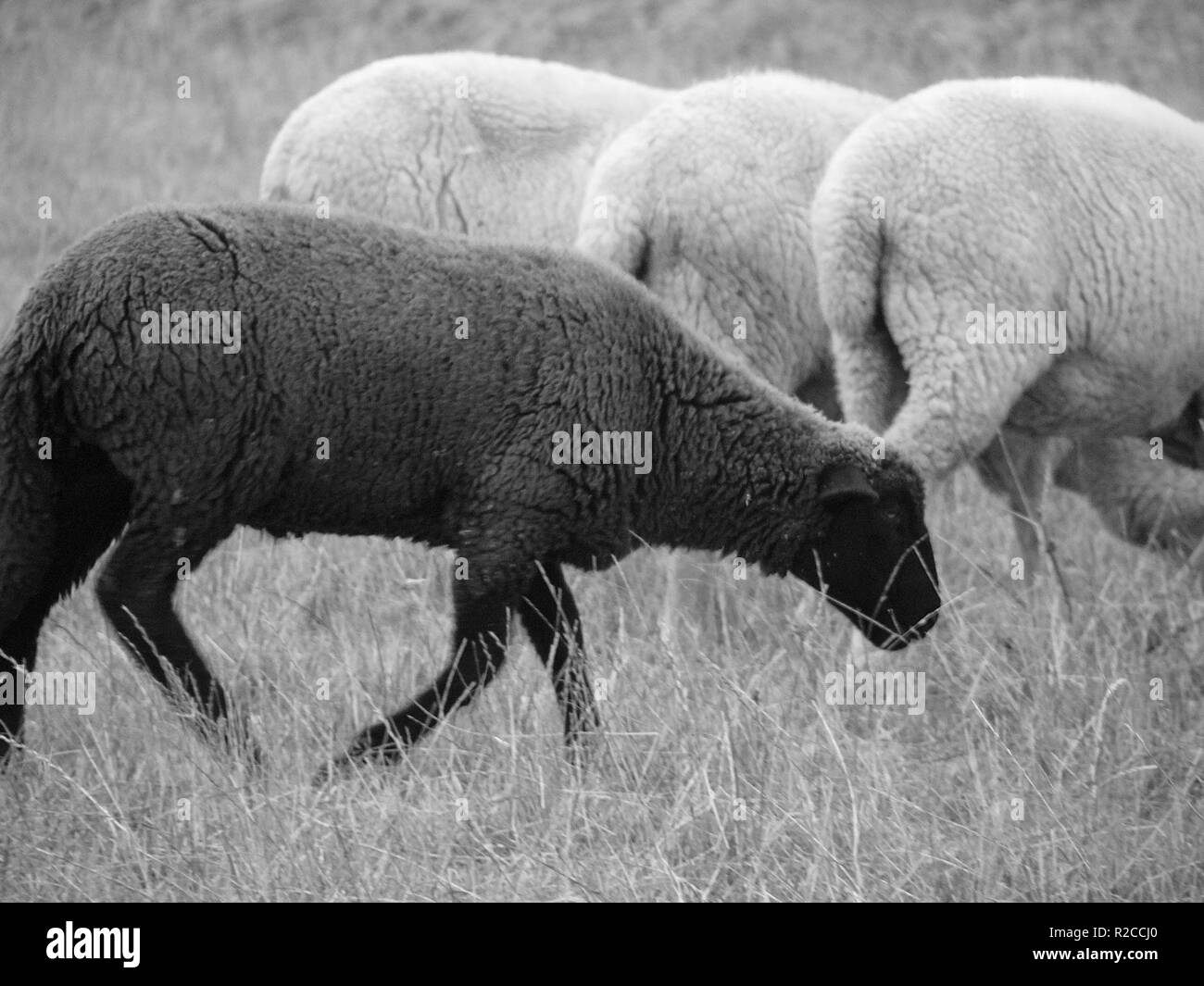 Schwarze schaf Black and White Stock Photos & Images - Alamy