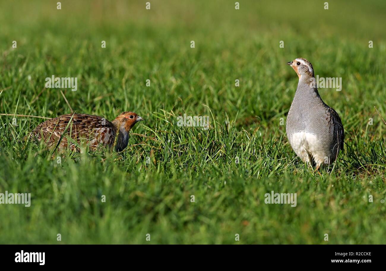 Green Partridge High Resolution Stock Photography and Images - Alamy