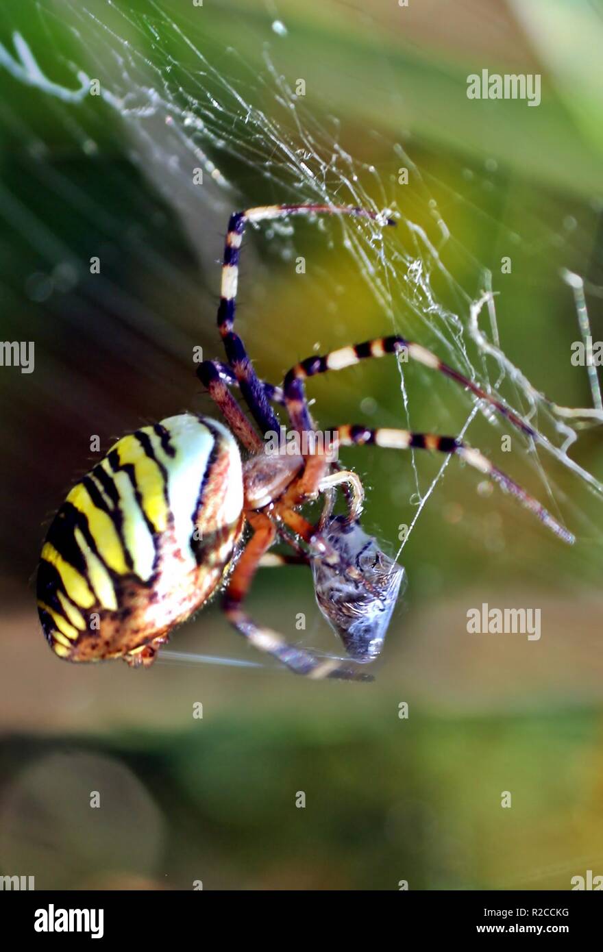 Wespenspinnen hi-res stock photography and images - Alamy